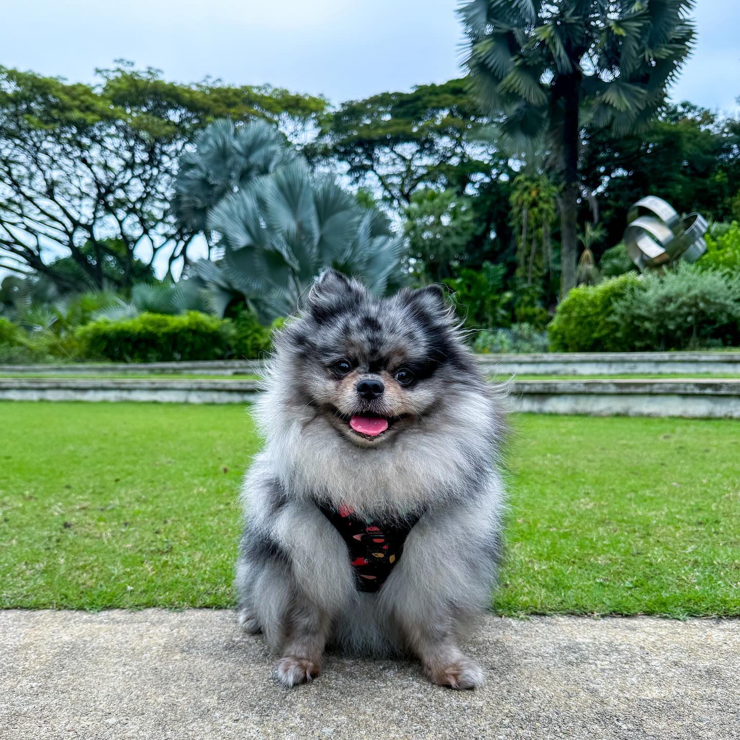 Ultra-Rare Blue Merle Pomeranians Sell for Over $4,000. Are They Worth ...