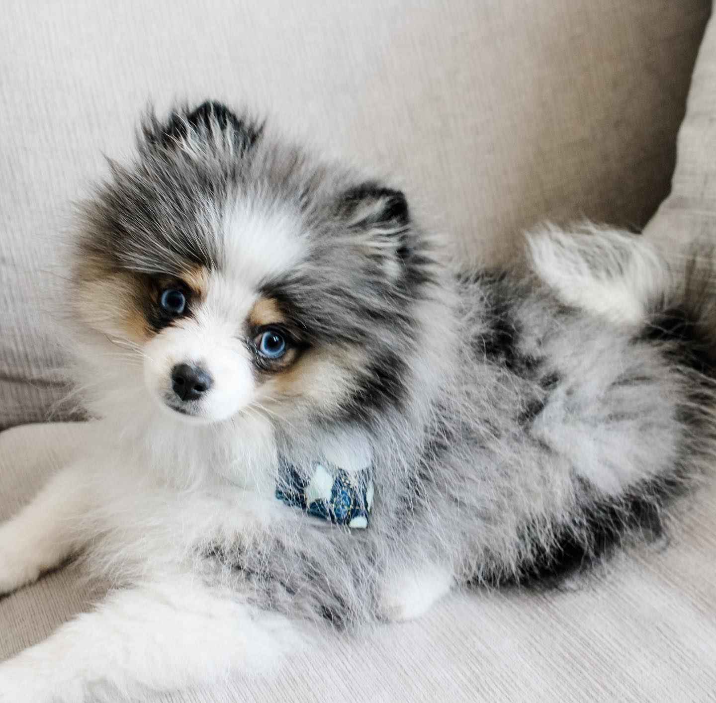 Ultra-Rare Blue Merle Pomeranians Sell for Over $4,000. Are They Worth ...