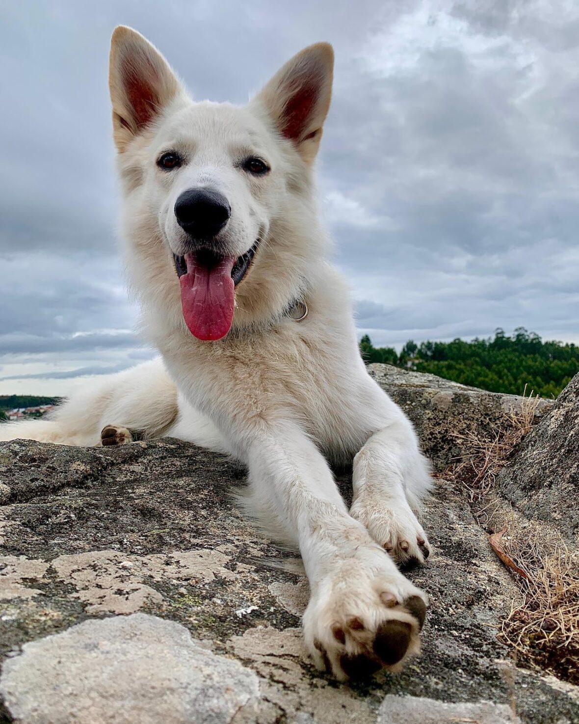 Is it a German Shepherd? Think Again! Why Everyone Misidentifies the White Swiss Shepherd Dog ...