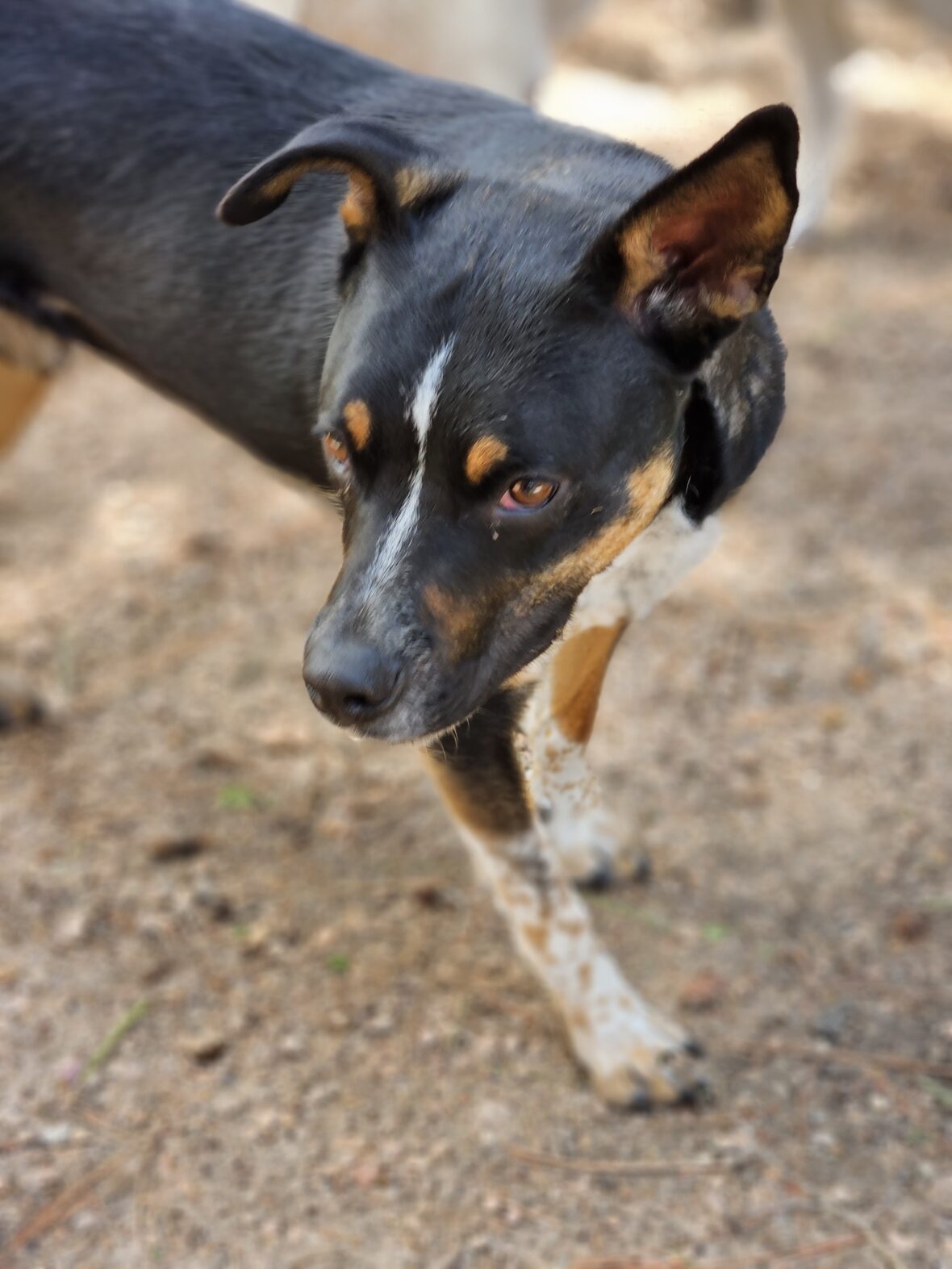 Over 730 Days in the Shelter: Is This Dog's Unique Head Wobble Keeping ...