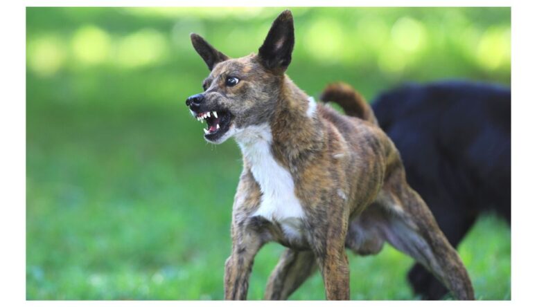 The Most Aggressive Dog Breeds: An Expert Ranks the Top 15 - Rocky Kanaka