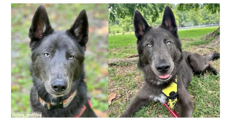 Don’t Fall For Scams: Blue Bay Shepherds ONLY Come From ONE Breeding ...