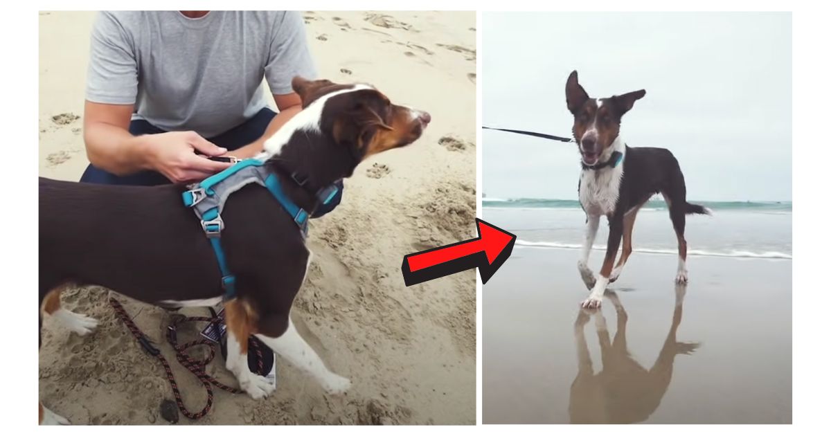 Watch How the Ocean Helps This Blind Dog See. Heartwarming Reaction ...