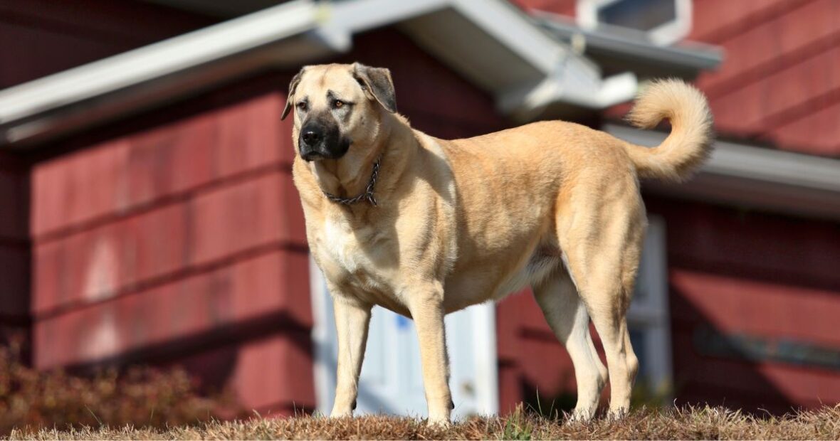 Bite Force Battle: Kangal Dogs vs. Pitbulls – Who Reigns Supreme ...