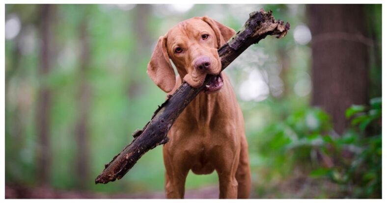 Top 101 Female Dog Names to Make Your Pup Stand Out! - Rocky Kanaka