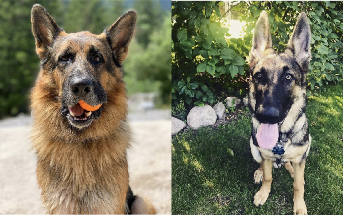 The Most Aggressive Dog Breeds: An Expert Ranks the Top 15 - Rocky Kanaka