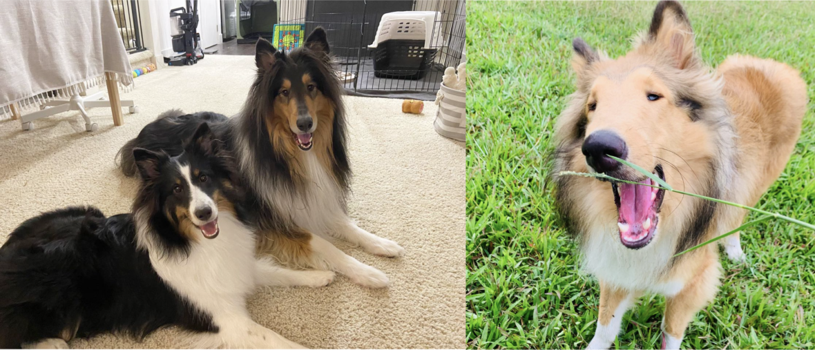 The Most Aggressive Dog Breeds: An Expert Ranks the Top 15 - Rocky Kanaka