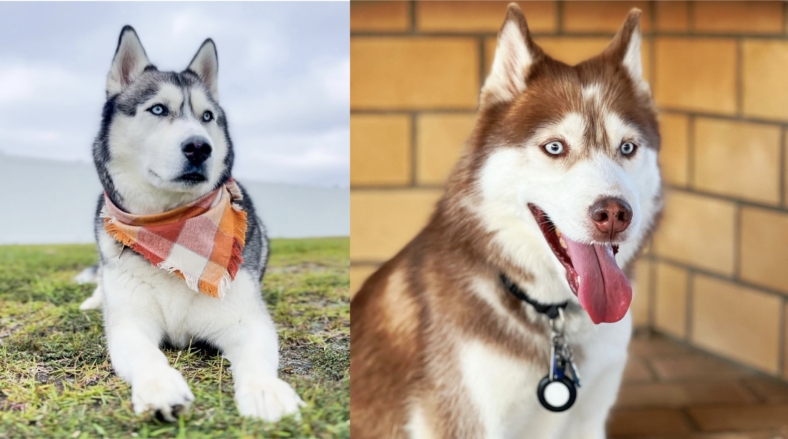 The Most Aggressive Dog Breeds: An Expert Ranks the Top 15 - Rocky Kanaka