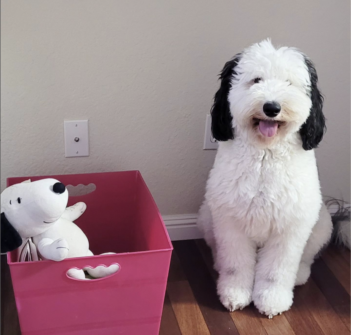 Meet the Real-World Snoopy: The Amazing Look-Alike Dog Captivating the ...