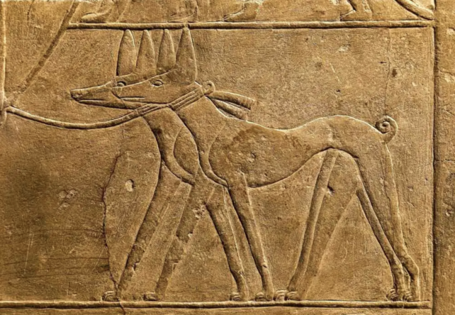 Divine Canine: Why This Mystical Dog Was Worshiped as a God. - Rocky Kanaka
