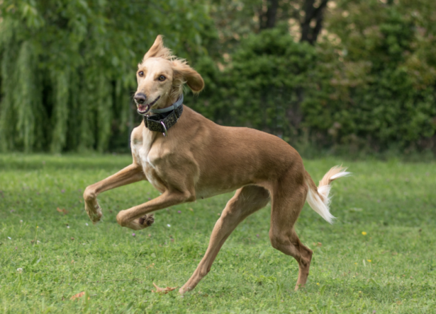 Divine Canine: Why This Mystical Dog Was Worshiped as a God. - Rocky Kanaka