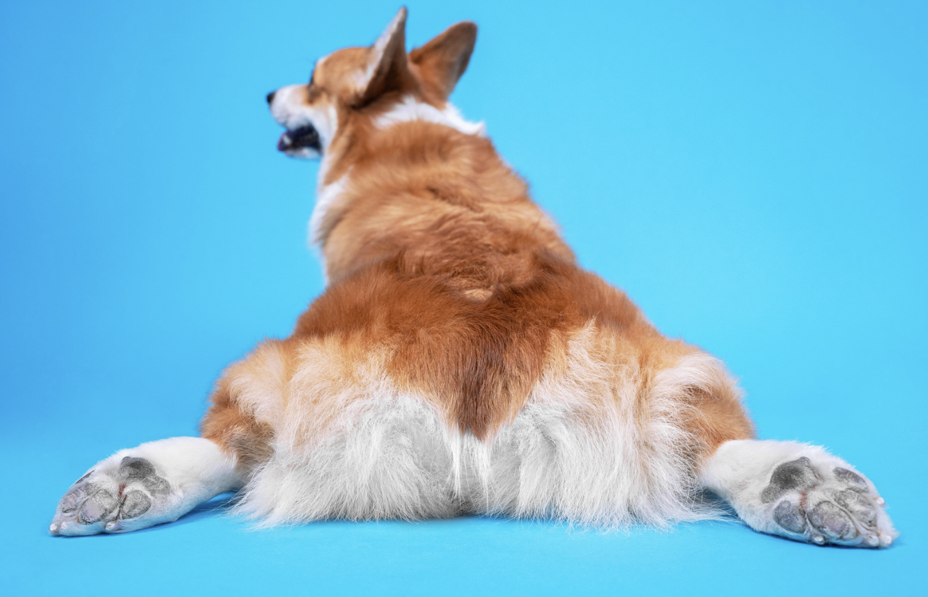 The Latest Dog Trend That’s Breaking the Internet: Why Everyone’s ...