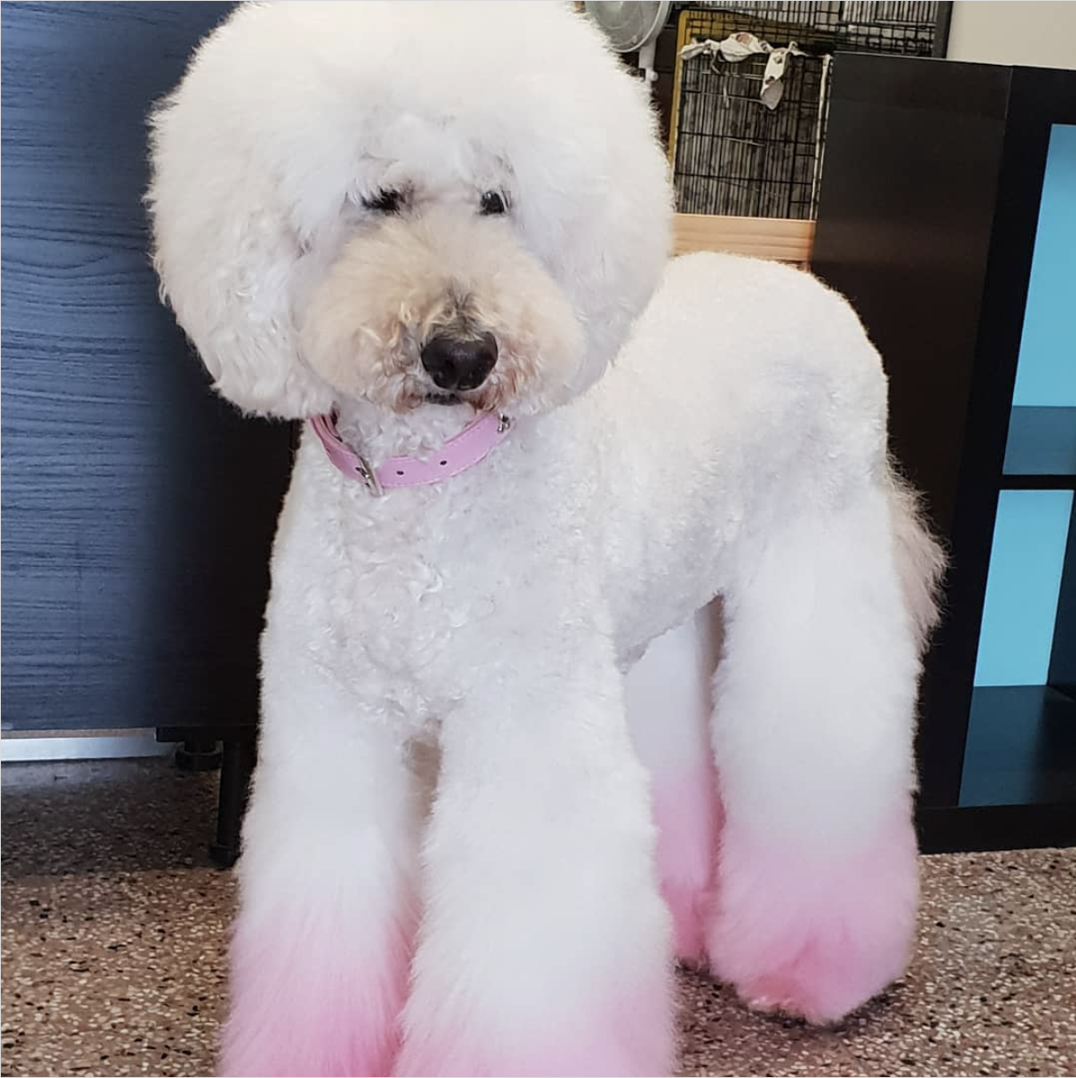 Big White Fluffy Dogs: Meet the 12 Puffiest, Floofiest, Shaggiest Dogs ...