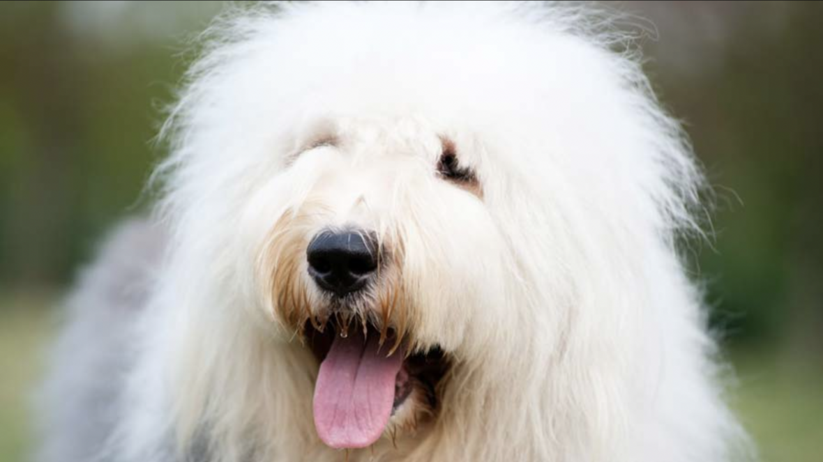 Meet the 12 Puffiest, Floofiest, Shaggiest White Dogs on the Planet ...