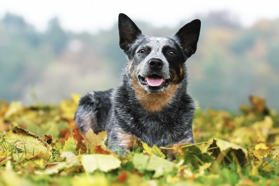 Discover the Wild Side: Top 150 Unforgettable Nature Dog Names You Can ...