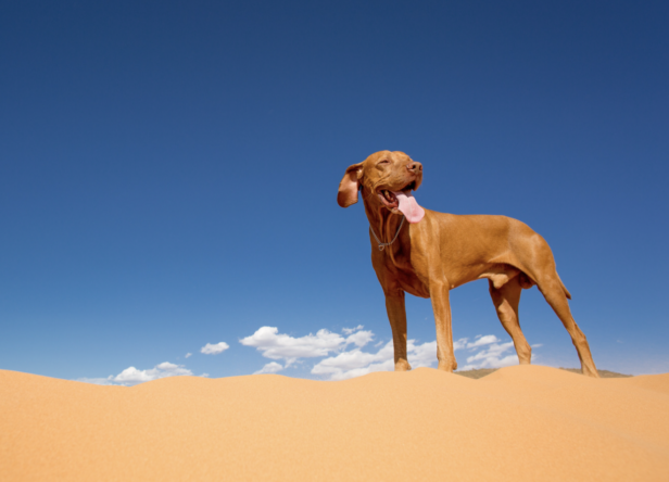 Discover the Wild Side: Top 150 Unforgettable Nature Dog Names You Can ...