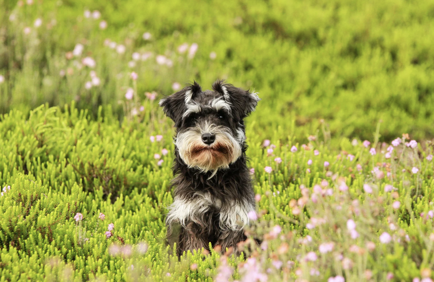 Discover the Wild Side: Top 150 Unforgettable Nature Dog Names You Can ...