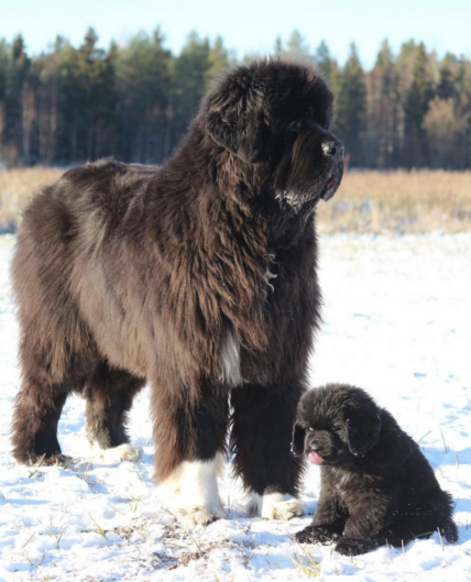 The 10 Most Astonishing Big Black Fluffy Dogs You Need to See to Believe! - Rocky Kanaka