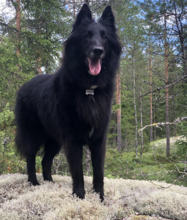 The 10 Most Astonishing Big Black Fluffy Dogs You Need to See to Believe! - Rocky Kanaka