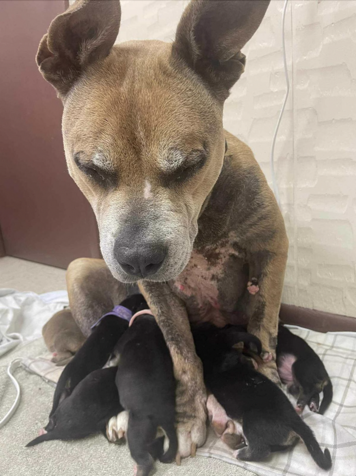 10 Year Old Pitbull Gives Birth to 15 Puppies After Being Abandoned ...