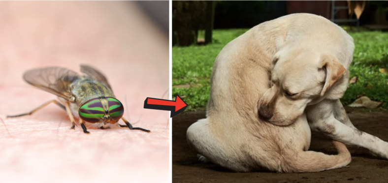 How To Detect, Treat, and Prevent Fly Strike in Dogs - Rocky Kanaka