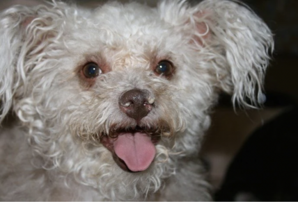 The Surprising Truth Behind the 'Crusty White Dog' Internet Sensation ...
