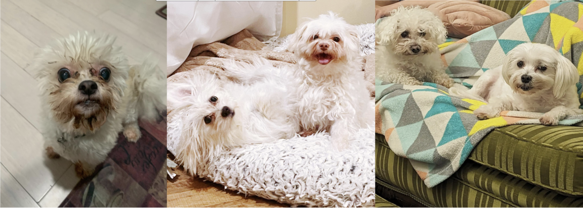 The Surprising Truth Behind the 'Crusty White Dog' Internet Sensation ...