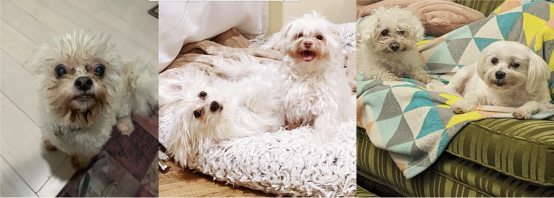 The Surprising Truth Behind the 'Crusty White Dog' Internet Sensation ...