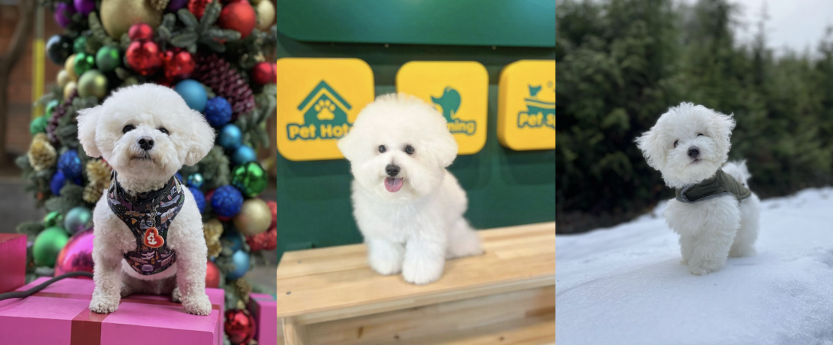 The Surprising Truth Behind the 'Crusty White Dog' Internet Sensation ...