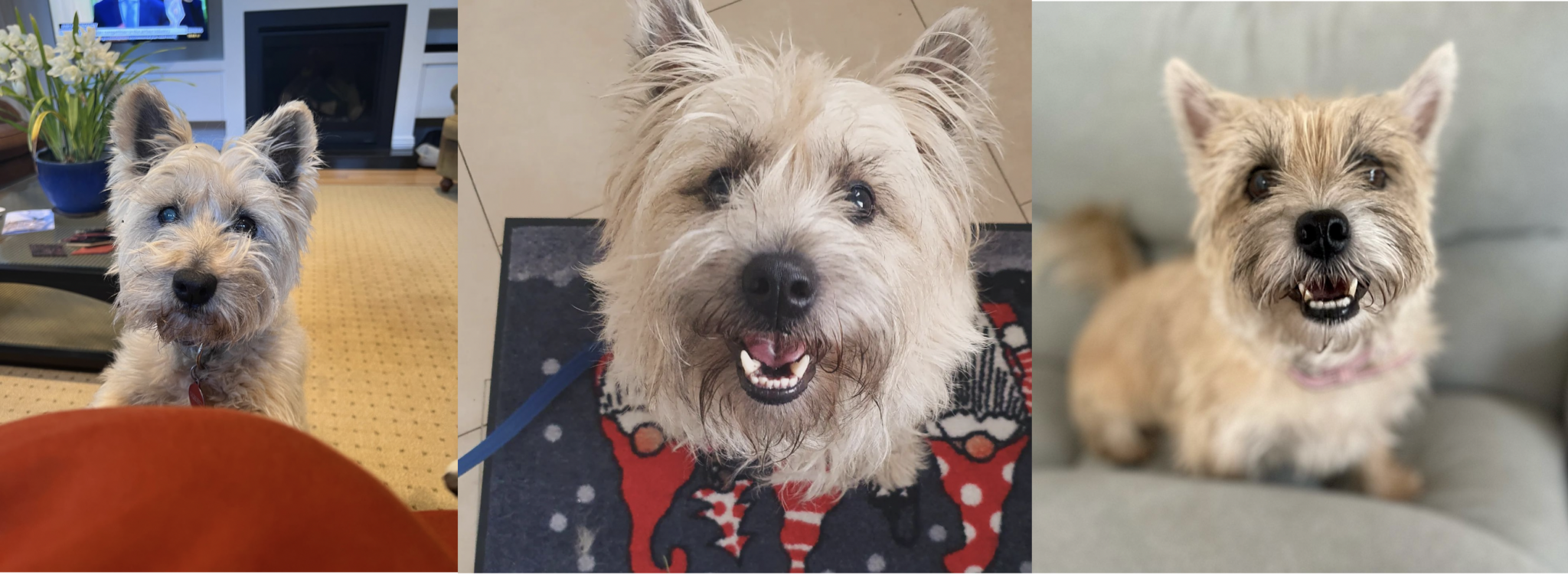 The Surprising Truth Behind the 'Crusty White Dog' Internet Sensation ...