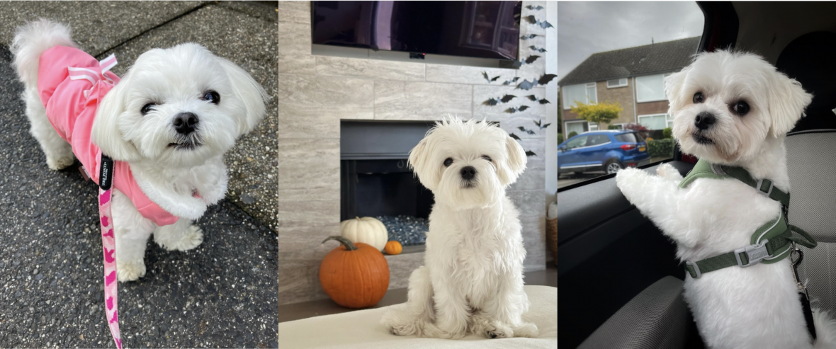 The Surprising Truth Behind the 'Crusty White Dog' Internet Sensation ...