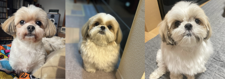 The Surprising Truth Behind the 'Crusty White Dog' Internet Sensation ...