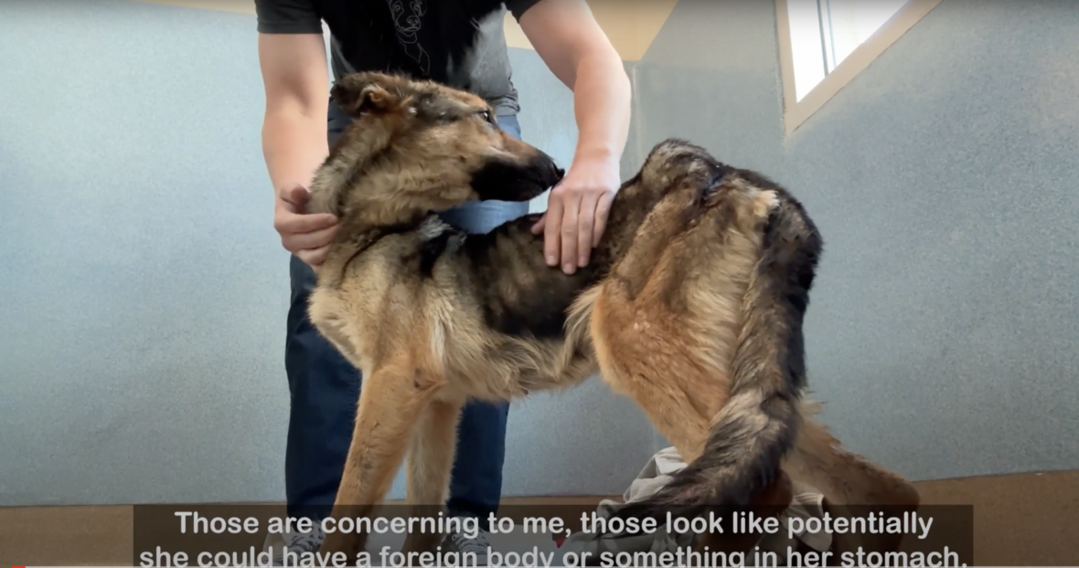 Emergency Pupdate on Macy the Skinny German Shepherd - Rocky Kanaka