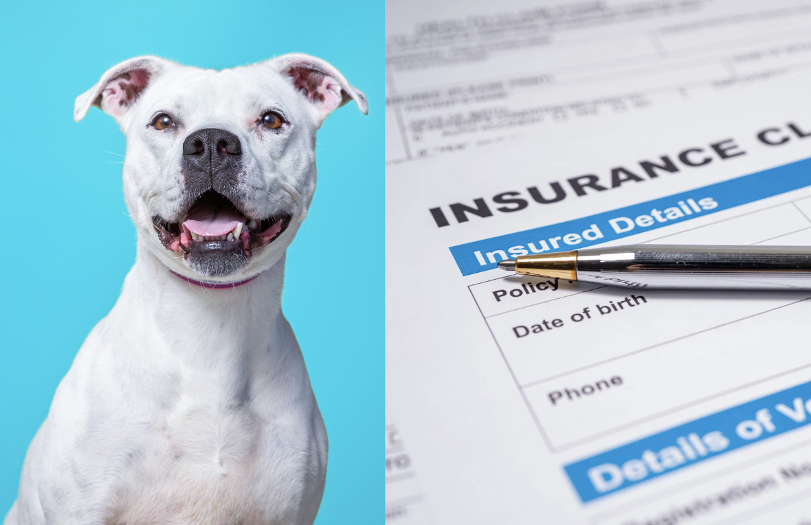If You Own One of These 5 Dogs, Your Insurance Premiums Could Skyrocket ...