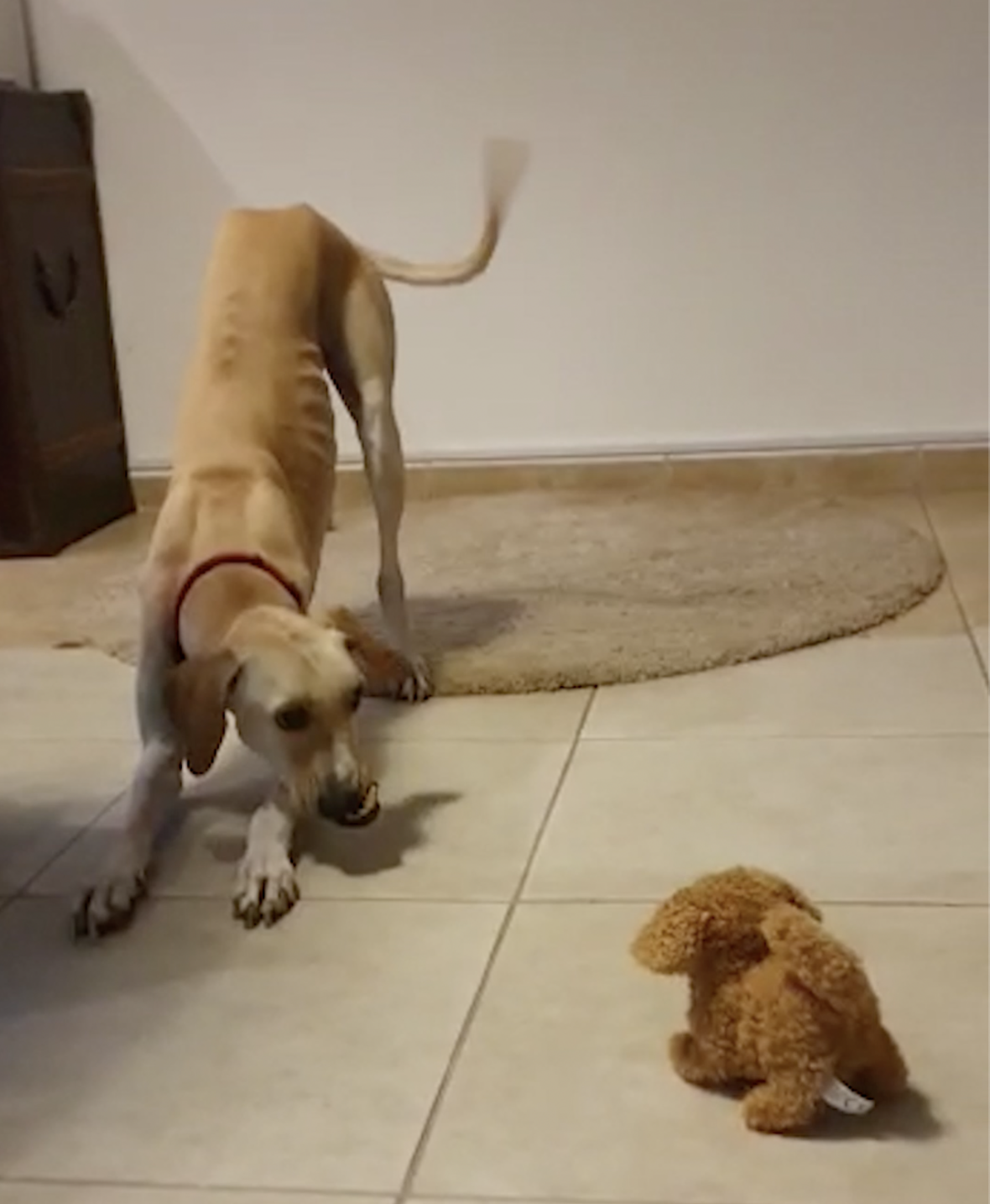 How a Puppy with a Wonky Nose Became an Internet Sensation & a Symbol ...