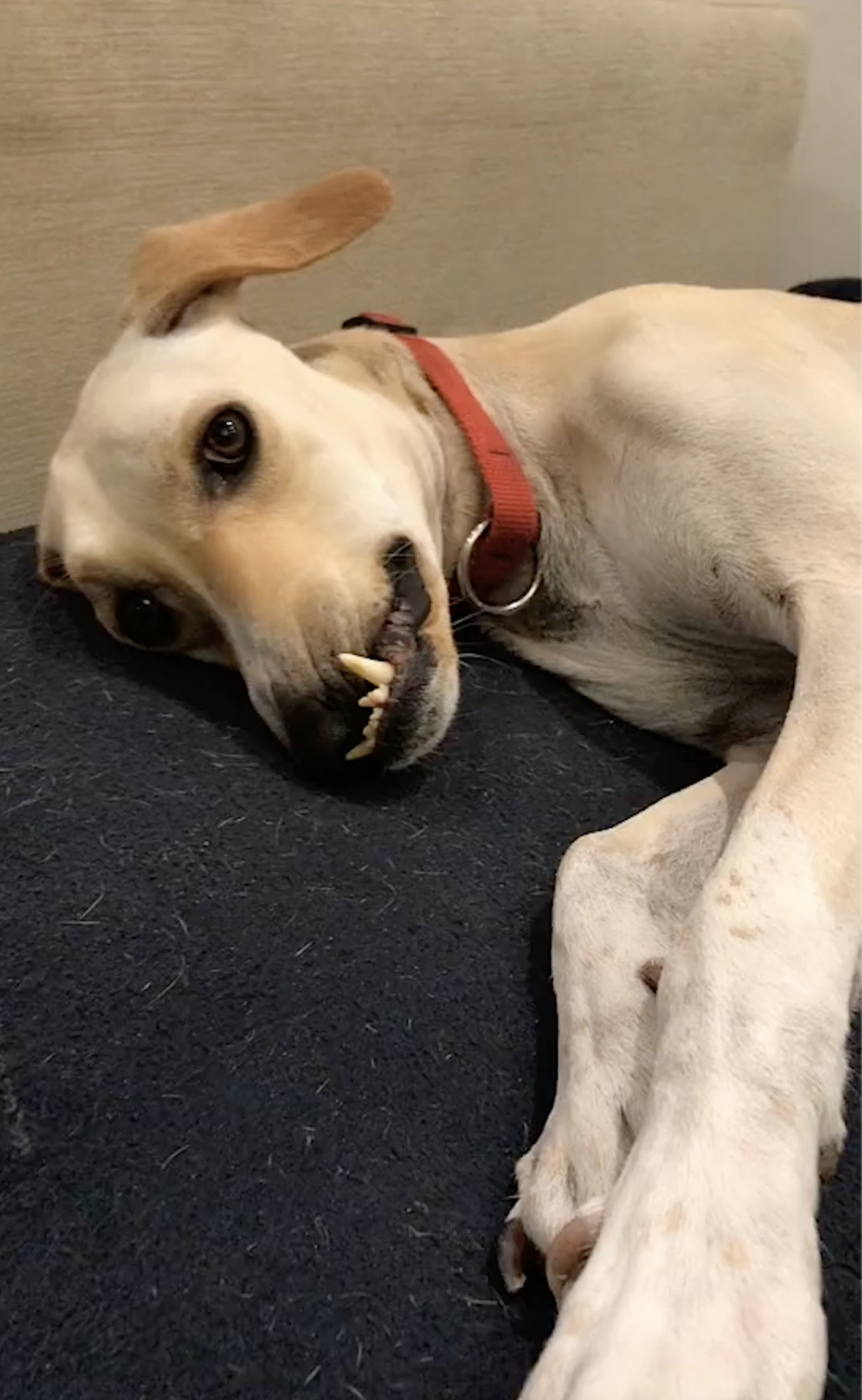 How a Puppy with a Wonky Nose Became an Internet Sensation & a Symbol ...