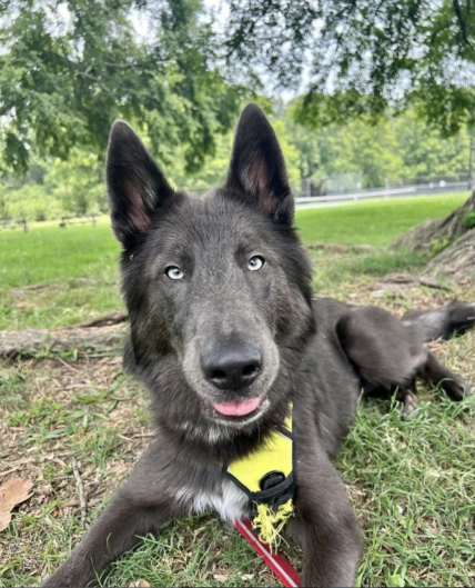 Don’t Fall For Scams: Blue Bay Shepherds ONLY Come From ONE Breeding ...