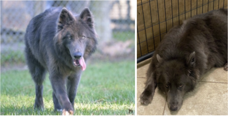 Don’t Fall For Scams: Blue Bay Shepherds ONLY Come From ONE Breeding ...