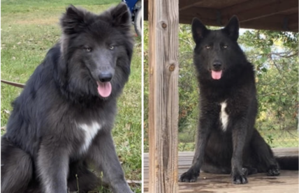 Don’t Fall For Scams: Blue Bay Shepherds ONLY Come From ONE Breeding ...