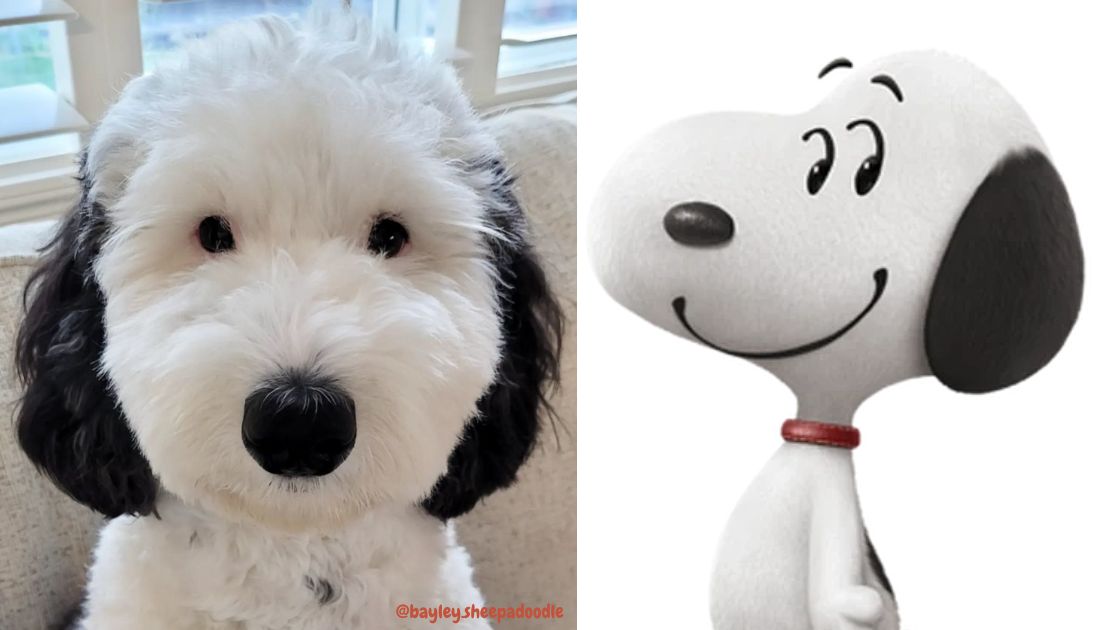 Meet the Real-World Snoopy: The Amazing Look-Alike Dog Captivating the ...