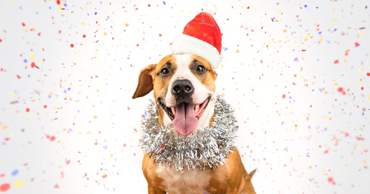 Deck the Paws: Festive Christmas Names for Dogs to Spread Holiday Cheer ...