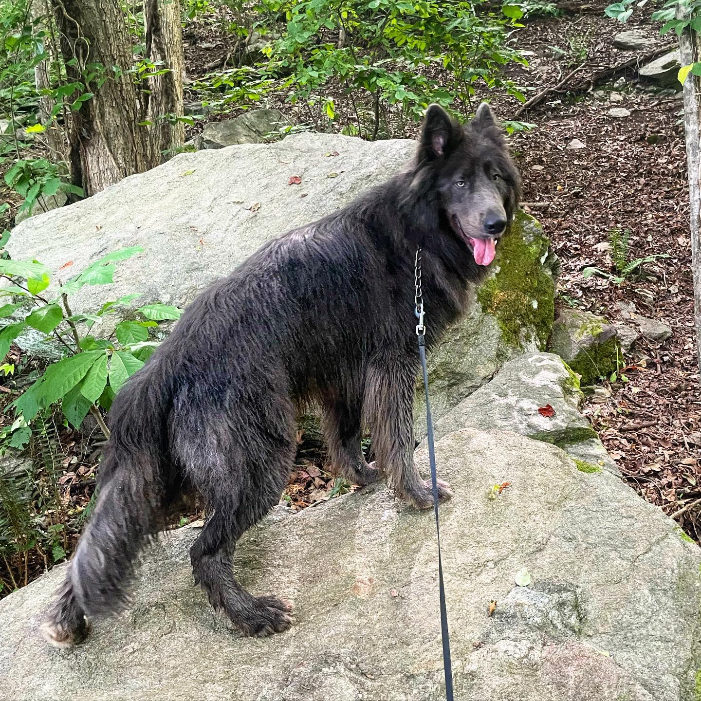 Don’t Fall For Scams: Blue Bay Shepherds ONLY Come From ONE Breeding ...