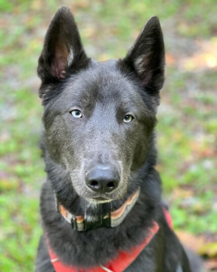 Don’t Fall For Scams: Blue Bay Shepherds ONLY Come From ONE Breeding ...