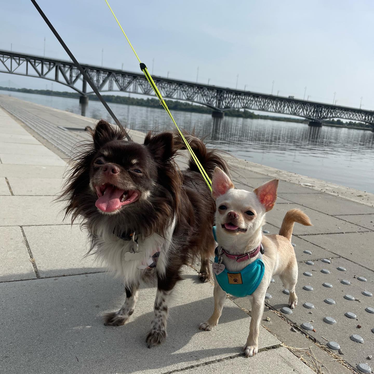 The Most Aggressive Dog Breeds: An Expert Ranks the Top 15 - Rocky Kanaka