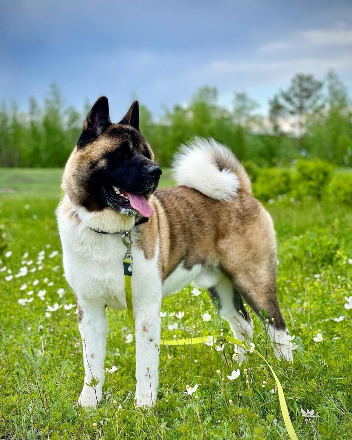 The Most Aggressive Dog Breeds: An Expert Ranks the Top 15 - Rocky Kanaka