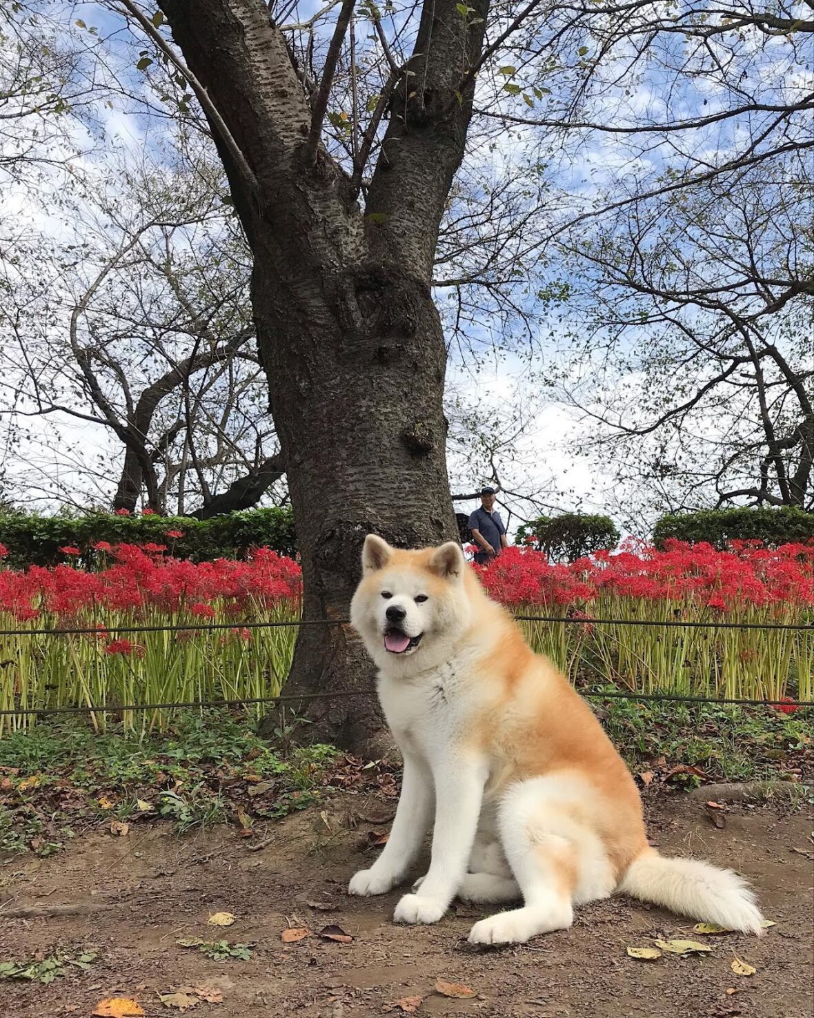 The Most Aggressive Dog Breeds: An Expert Ranks the Top 15 - Rocky Kanaka