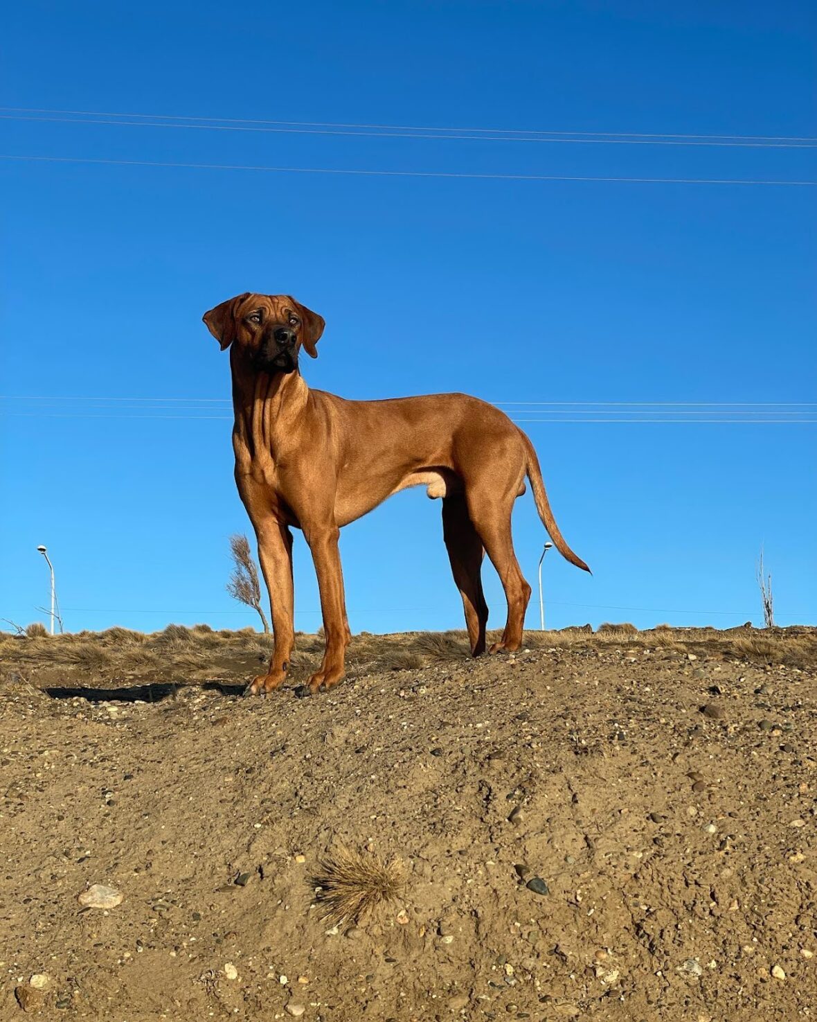 The Most Aggressive Dog Breeds: An Expert Ranks the Top 15 - Rocky Kanaka