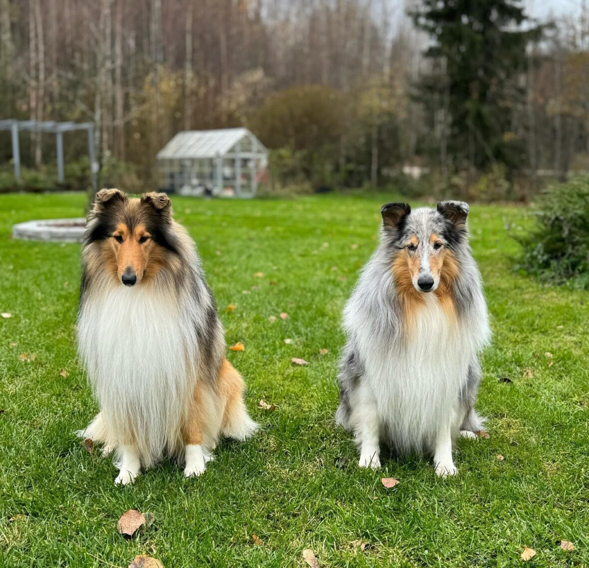 The Most Aggressive Dog Breeds: An Expert Ranks the Top 15 - Rocky Kanaka