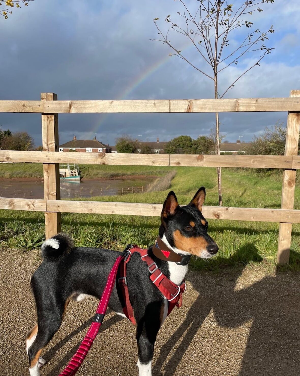 The Most Aggressive Dog Breeds: An Expert Ranks the Top 15 - Rocky Kanaka