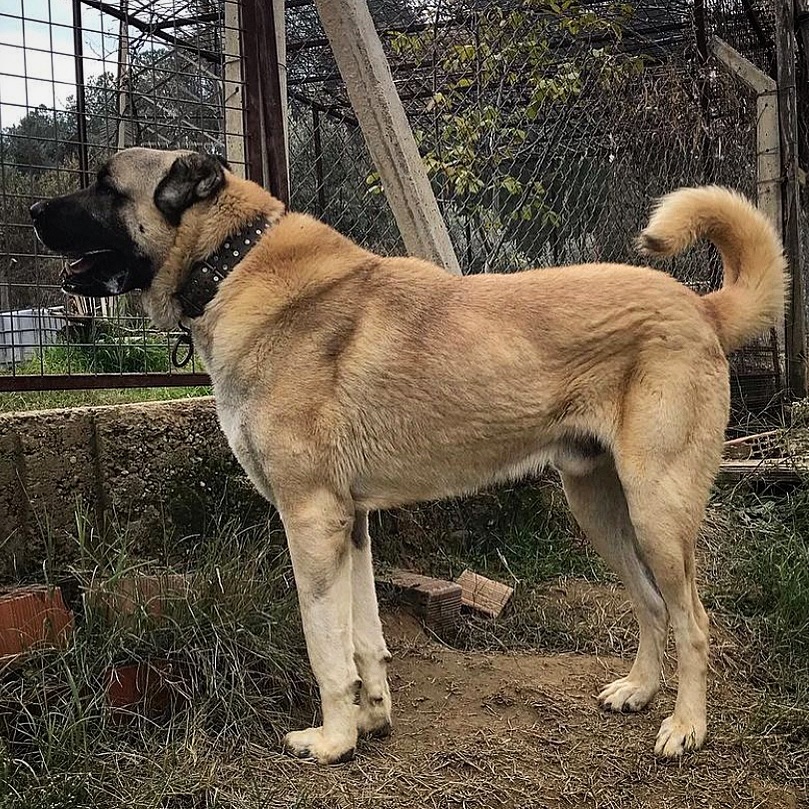 Bite Force Battle: Kangal Dogs vs. Pitbulls – Who Reigns Supreme ...